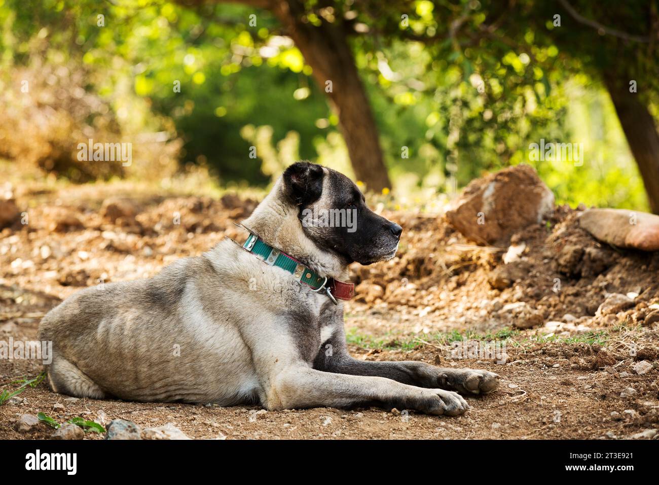 Kangal dog turkey hi-res stock photography and images - Alamy