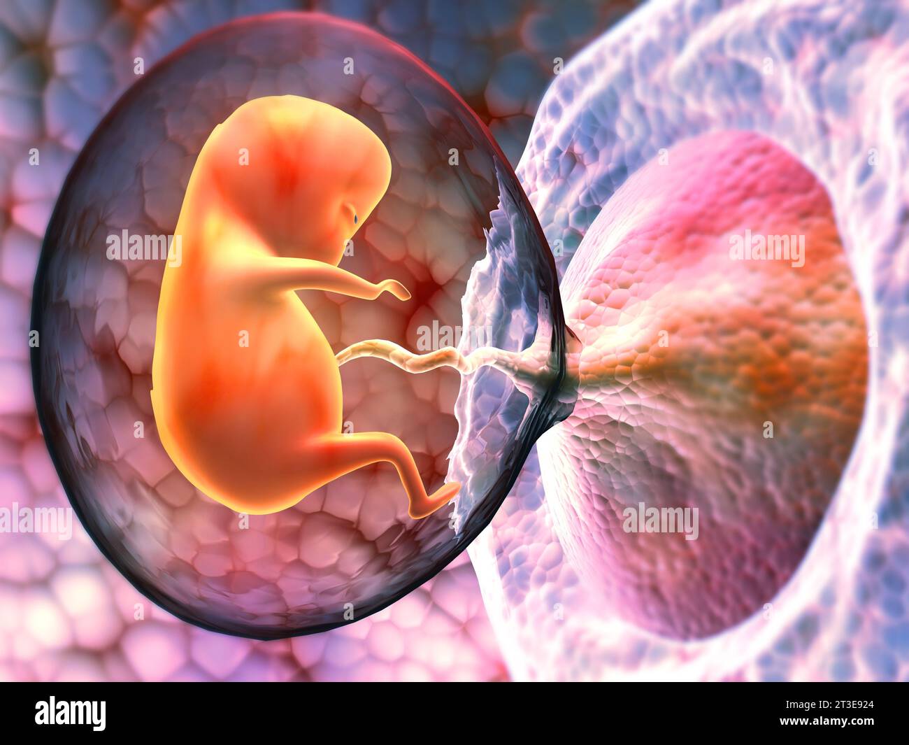 Human fetus inside the womb. 3d render Stock Photo - Alamy