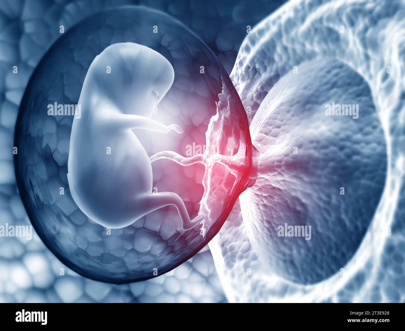 Human fetus inside the womb. 3d render Stock Photo - Alamy