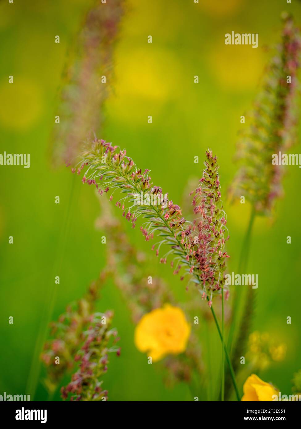 Muker meadow, with its hay barns and dry stone walls the signature of ...