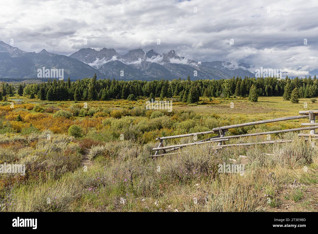Black tail pond hi-res stock photography and images - Alamy