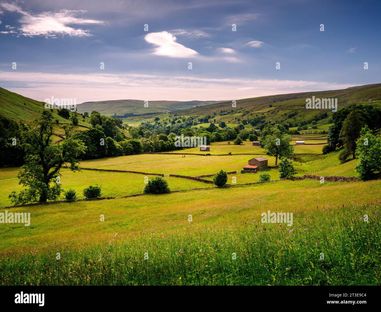 Muker meadow, with its hay barns and dry stone walls the signature of ...