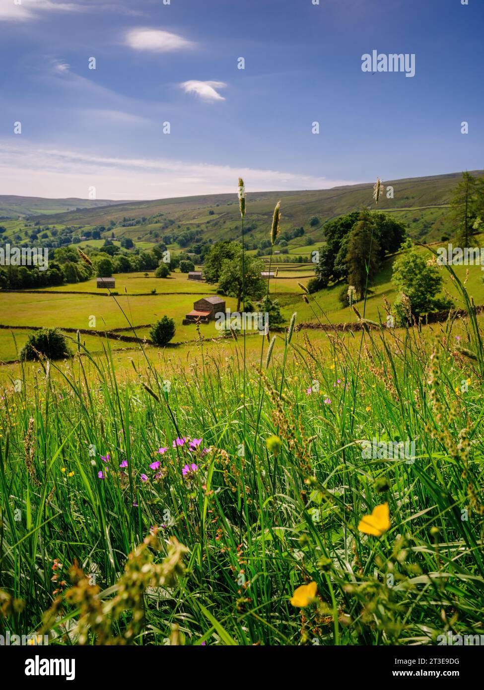 Muker meadow, with its hay barns and dry stone walls the signature of ...