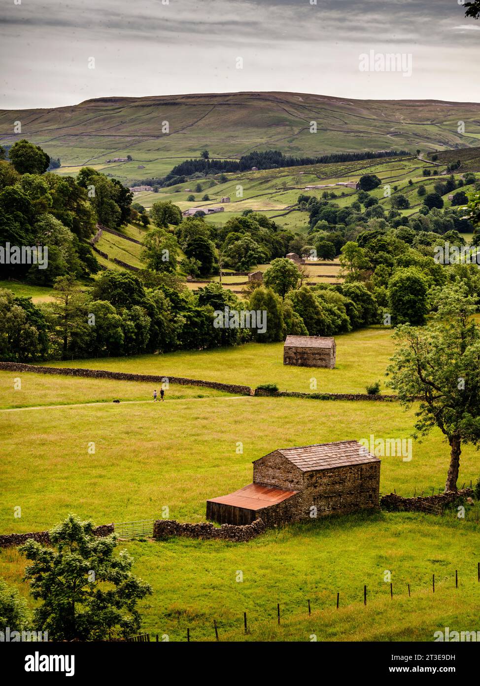 Muker meadow, with its hay barns and dry stone walls the signature of ...