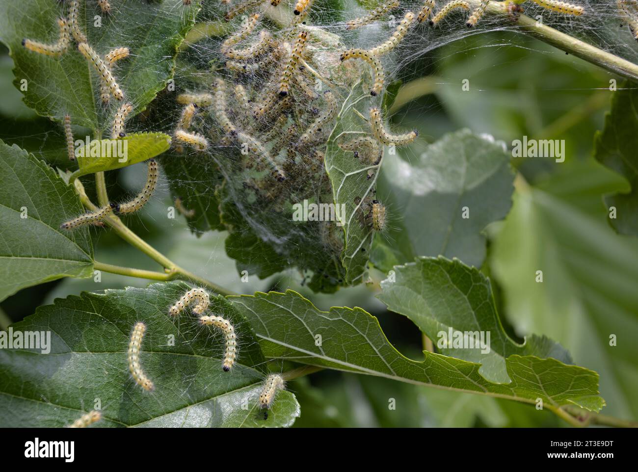Codling moth caterpillars in silky web on an apple tree branch. Tent ...