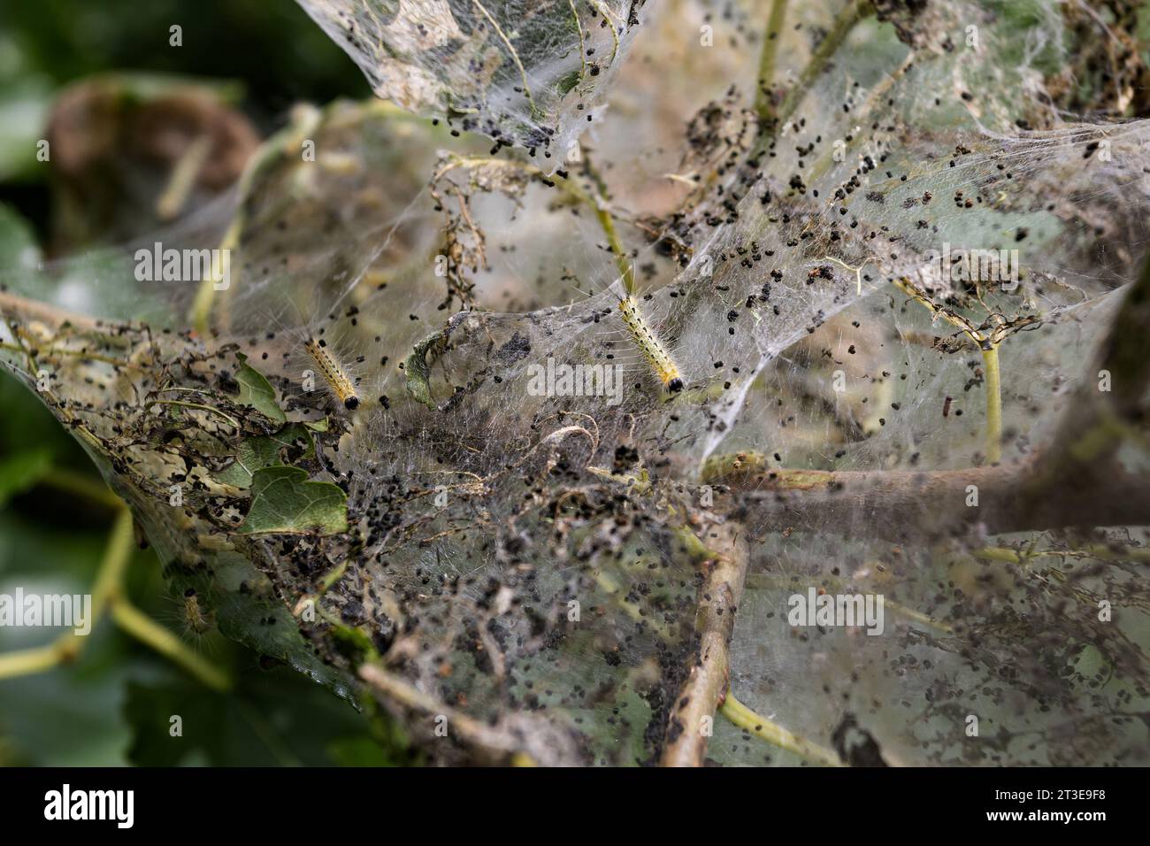 Codling moth caterpillars in silky web on an apple tree branch. Tent ...