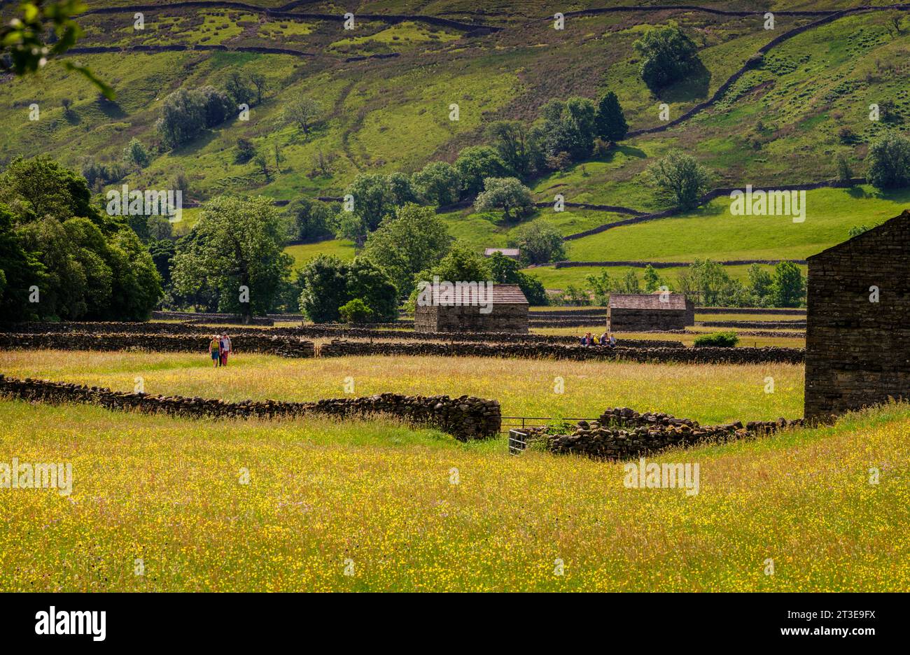 Muker meadow, with its hay barns and dry stone walls the signature of ...