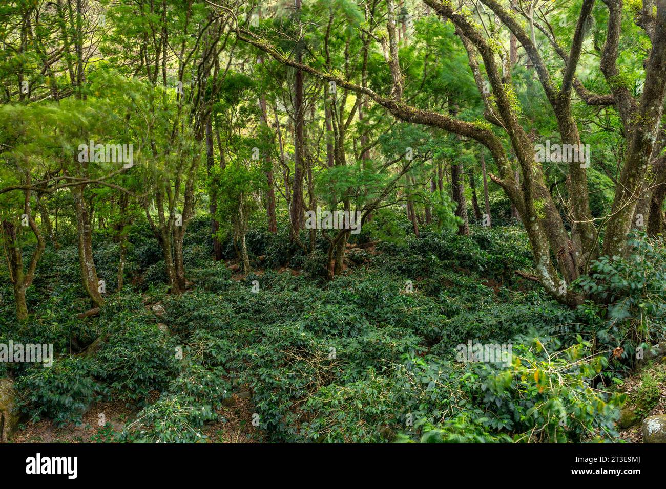 An organic coffee farm in the mountains of Panama, Boquete, Chiriqui ...