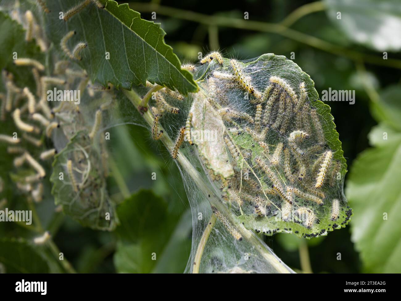 Codling moth caterpillars in silky web on an apple tree branch. Tent ...