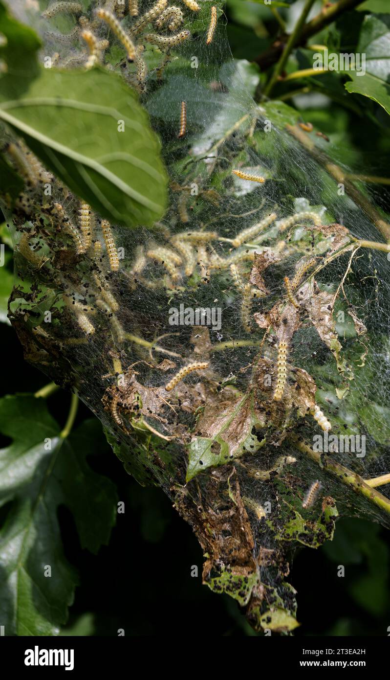 Codling moth caterpillars in silky web on an apple tree branch. Tent ...