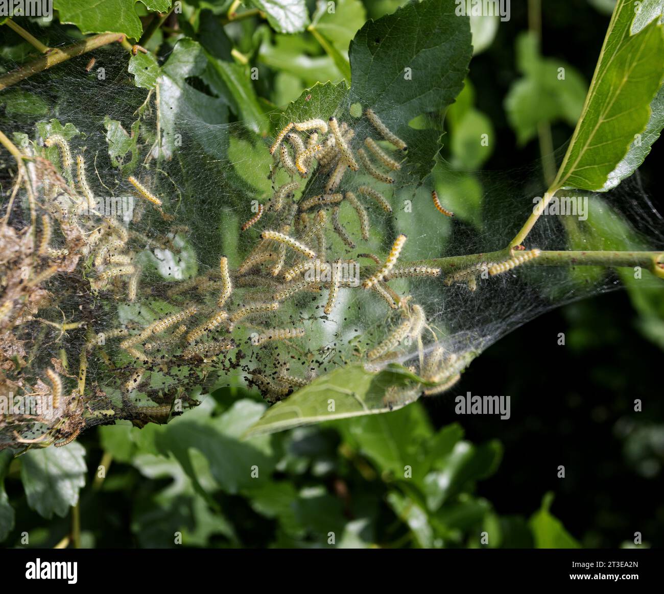 Codling moth caterpillars in silky web on an apple tree branch. Tent ...