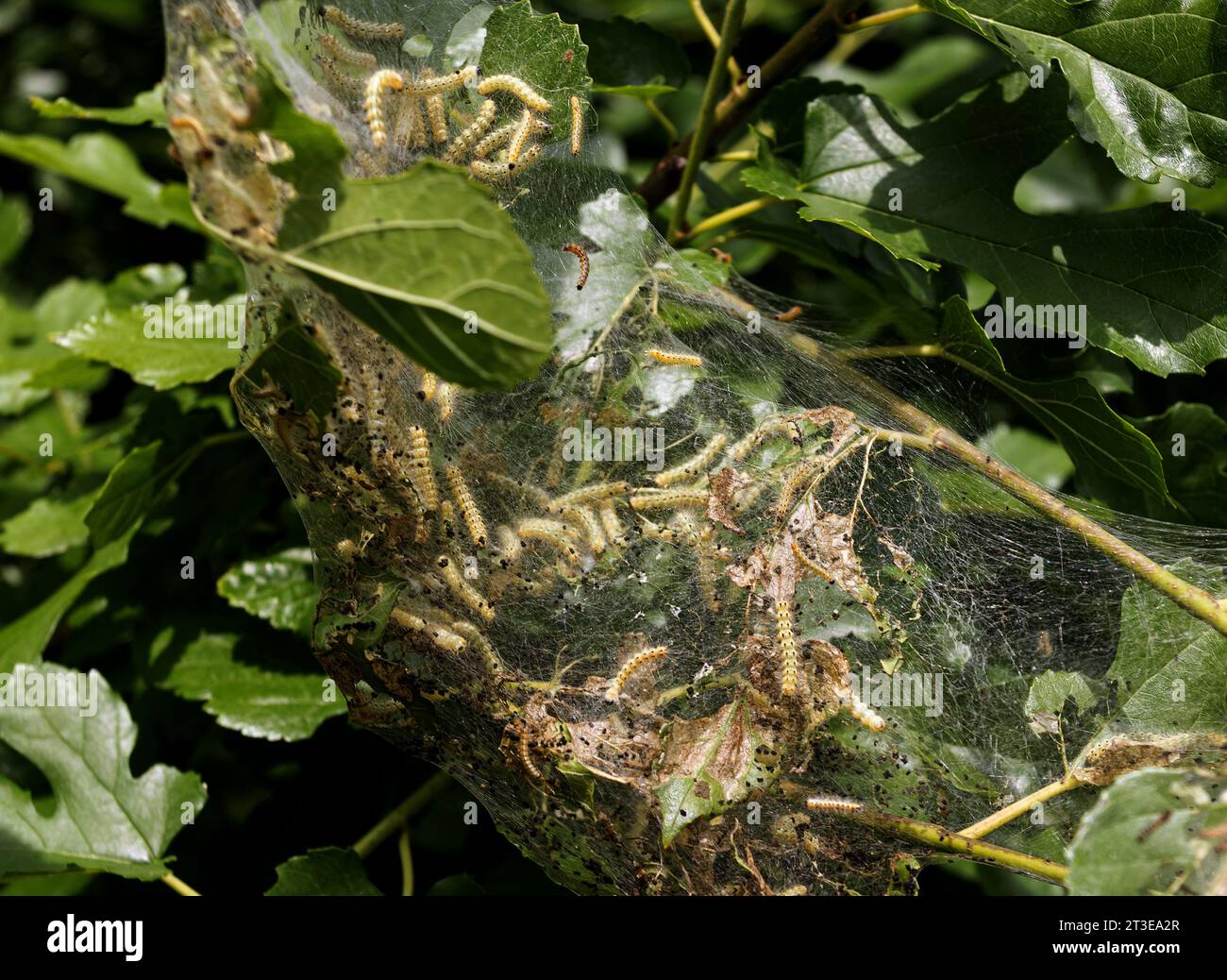 Codling moth caterpillars in silky web on an apple tree branch. Tent ...