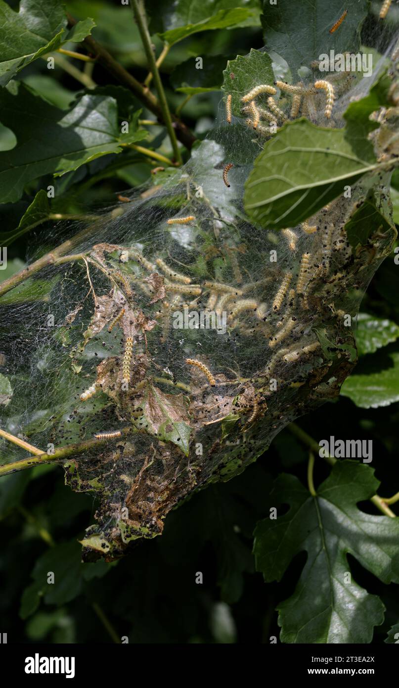 Codling moth caterpillars in silky web on an apple tree branch. Tent ...