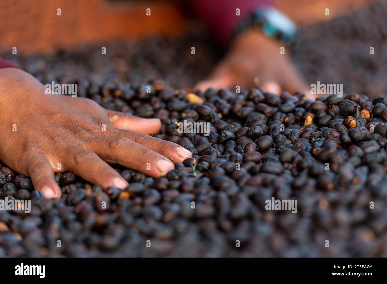 A worker is sorting through the harvested coffee beans as they dry ...