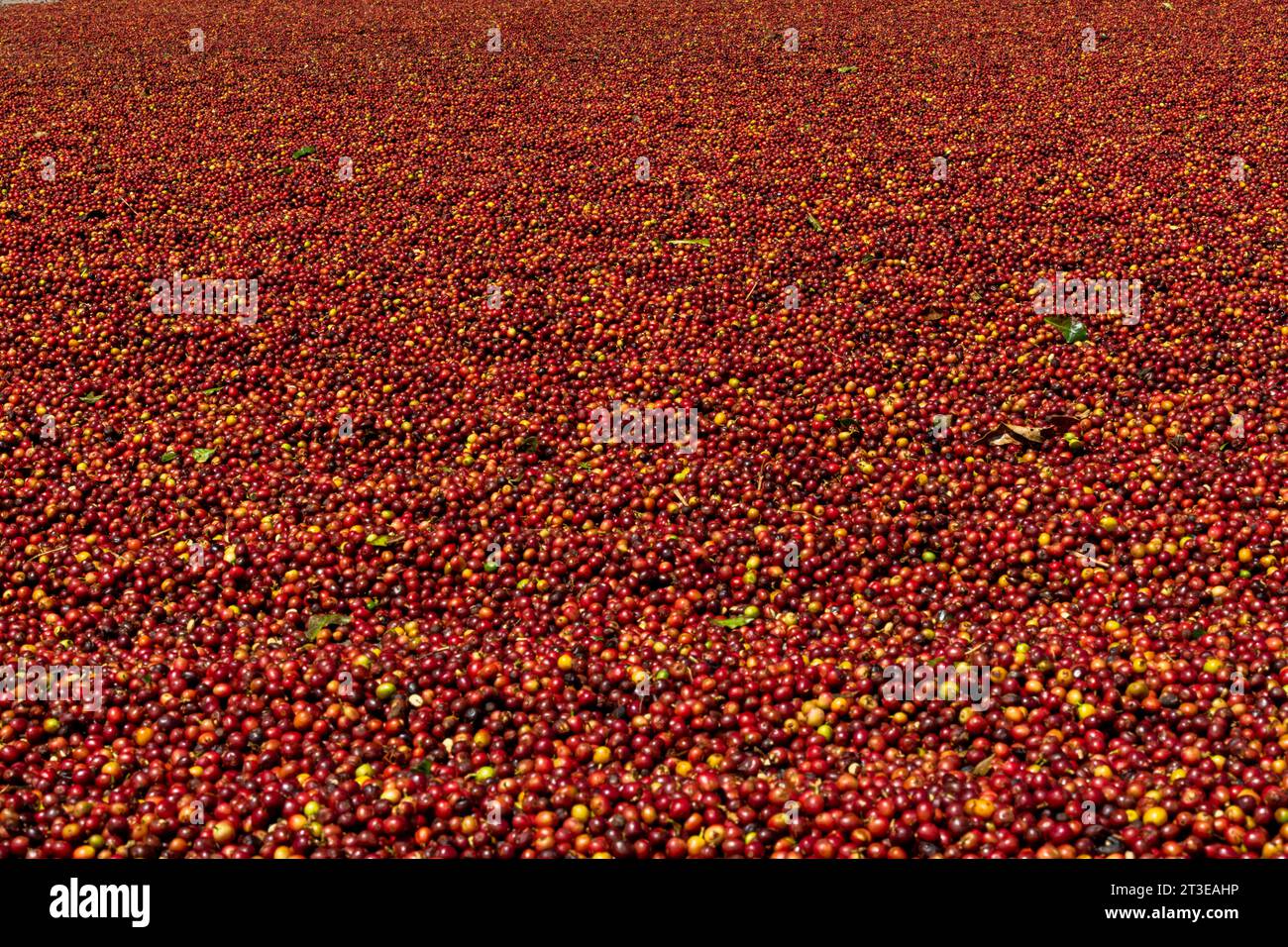 Red beans of arabica coffee, red and perfectly fruit is the initial ...