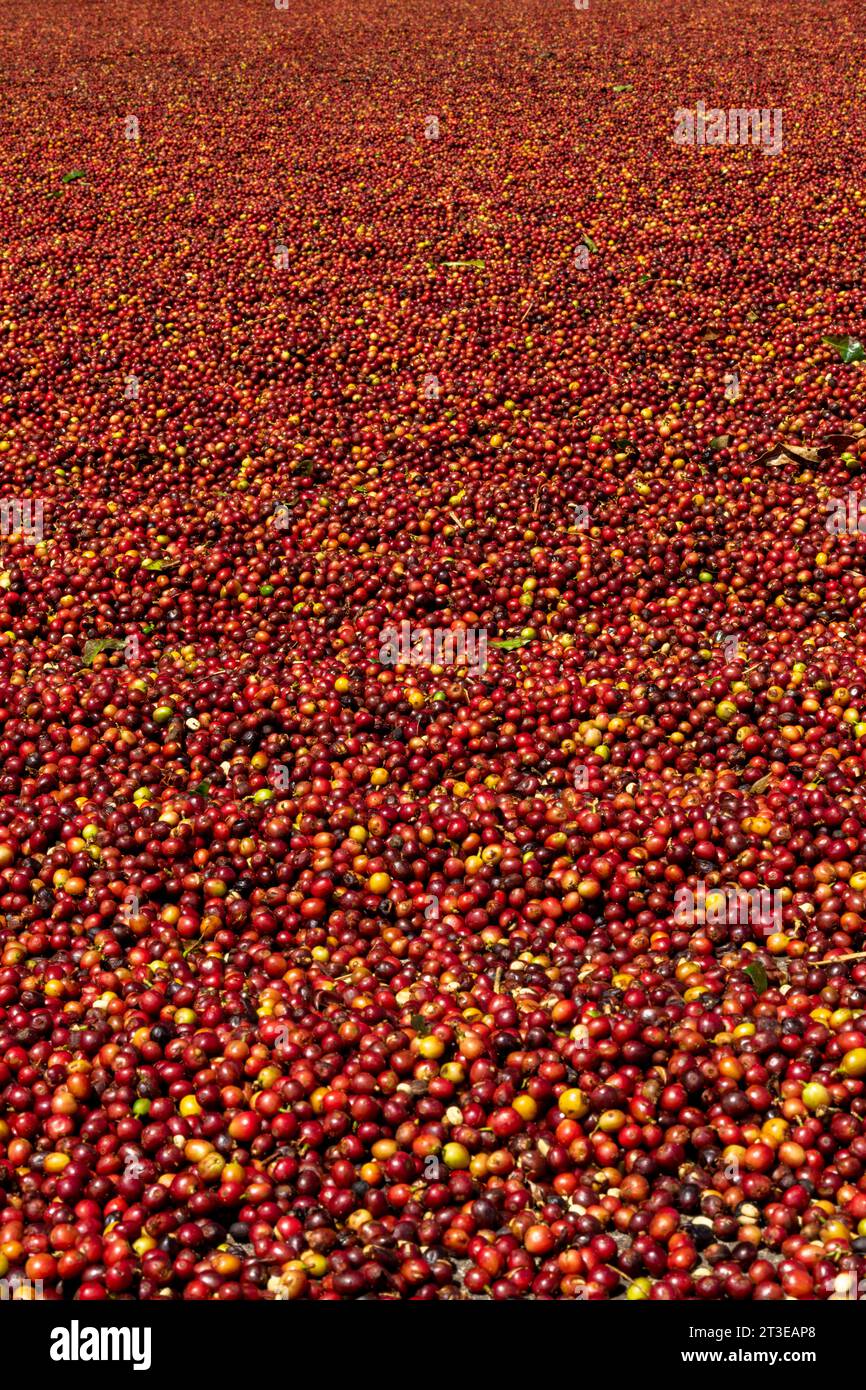 Red beans of arabica coffee, red and perfectly fruit is the initial ...