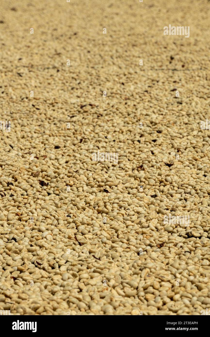 Close up of arabica coffee grains drying in the sun. - stock photo ...
