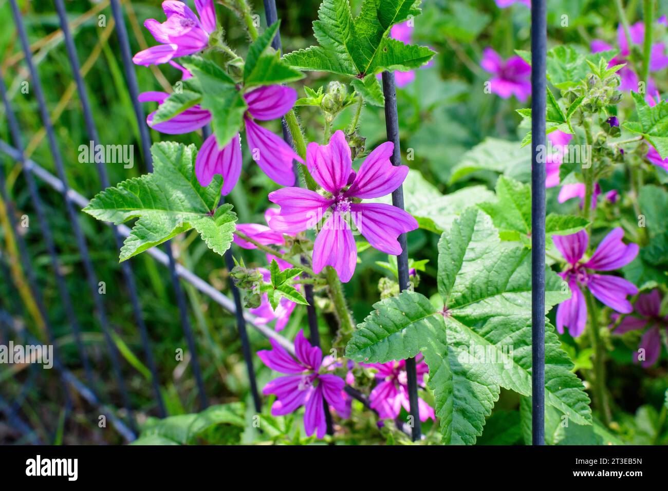 Many delicate pink magenta flowers of Althaea officinalis plant ...
