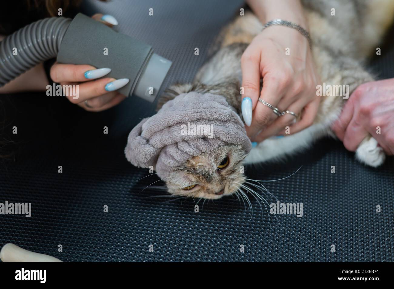 A woman dries a cat with a hair dryer in a grooming salon Stock Photo ...