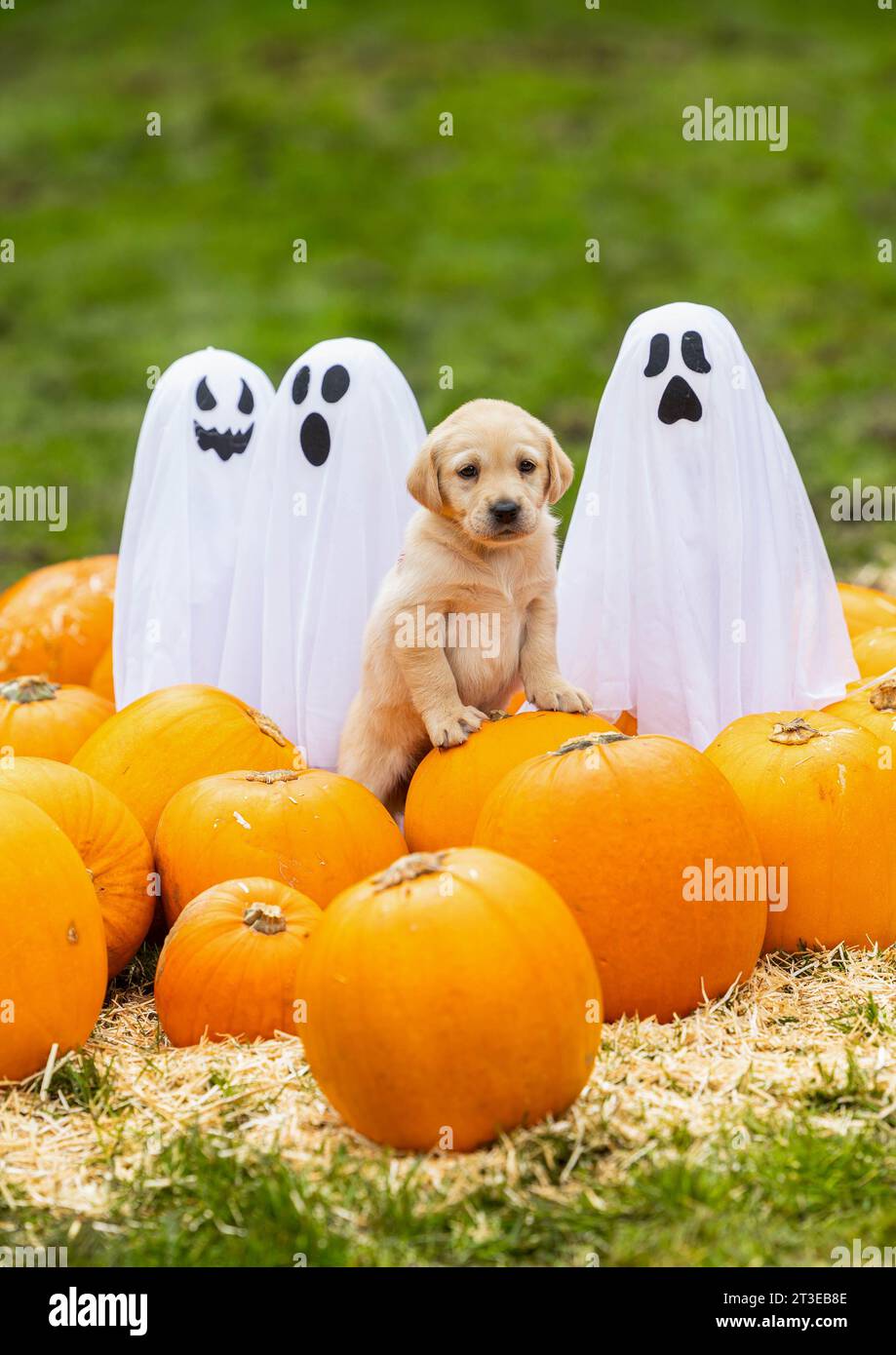 EDITORIAL USE ONLY A 5-week-old prospective guide dog puppy take part ...