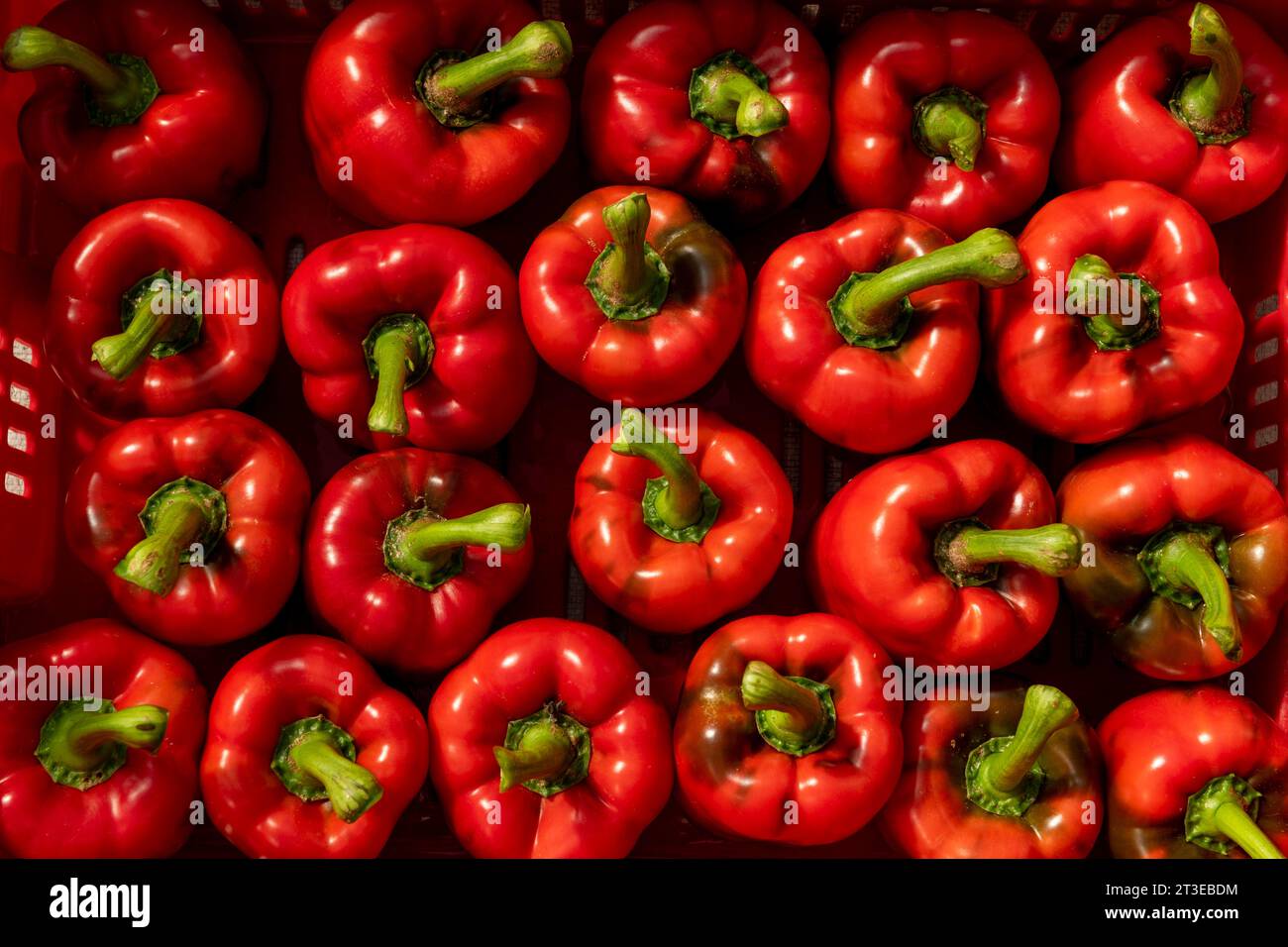 Bell pepper harvesting hi-res stock photography and images - Alamy