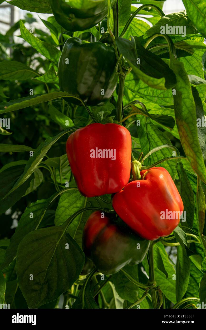 Farm bell hi-res stock photography and images - Alamy