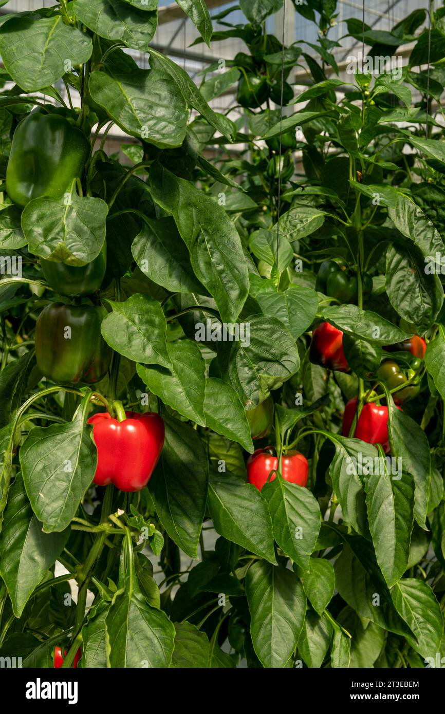 Farm bell hi-res stock photography and images - Alamy