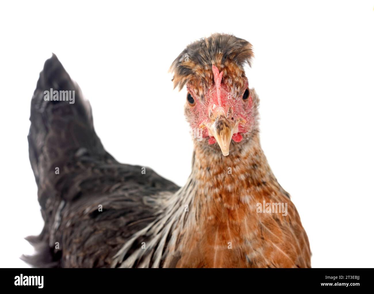 cream legbar chicken in front of white background Stock Photo - Alamy