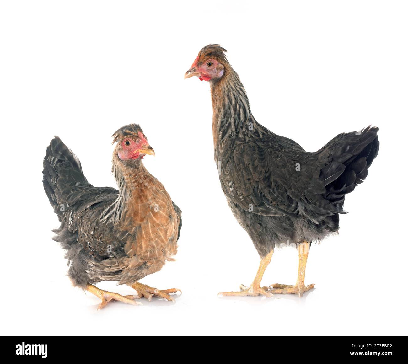 cream legbar chicken in front of white background Stock Photo - Alamy
