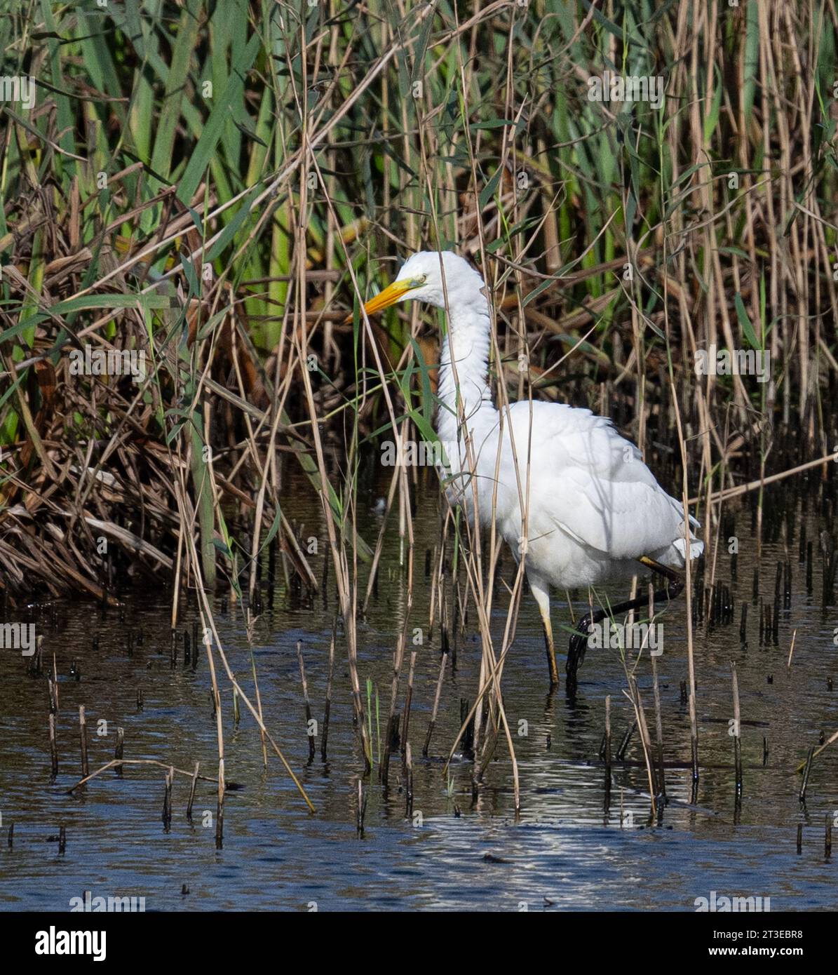 great white erget vist cornwall and a spoonbill vist cornwall for ...