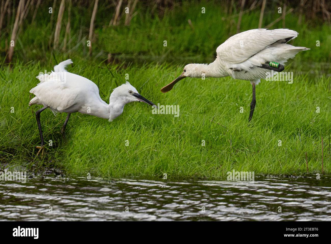 great white erget vist cornwall and a spoonbill vist cornwall for ...