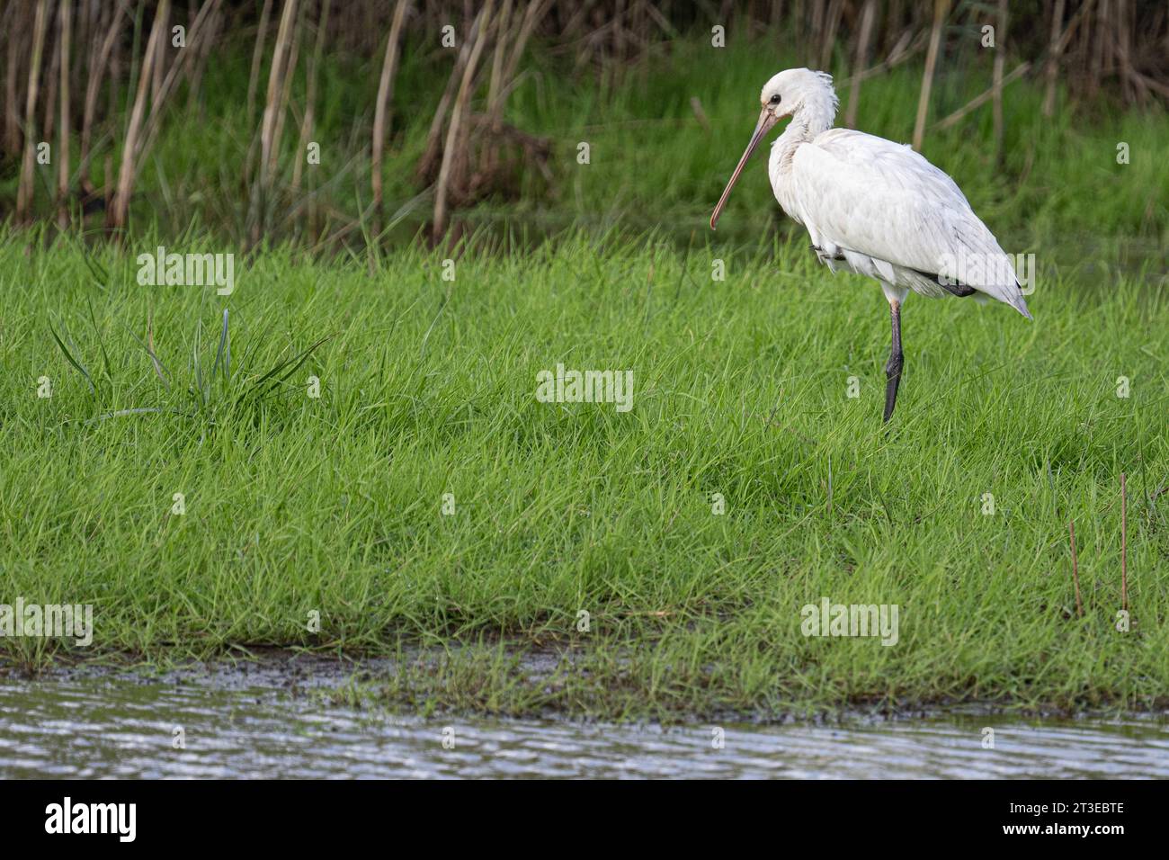great white erget vist cornwall and a spoonbill vist cornwall for winter Stock Photo - Alamy