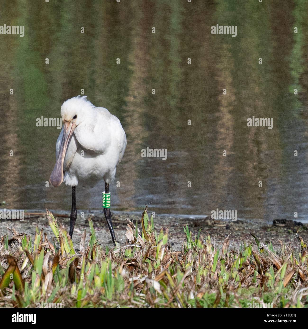 great white erget vist cornwall and a spoonbill vist cornwall for winter Stock Photo - Alamy