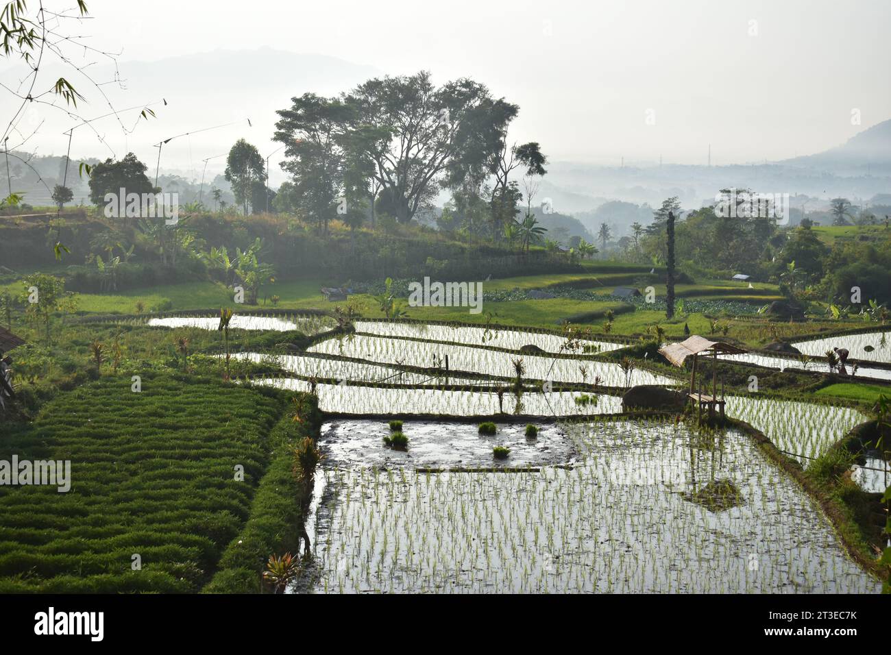 Cool green hi-res stock photography and images - Alamy