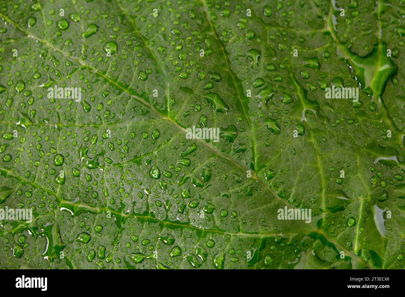 Micro of leaf hi-res stock photography and images - Alamy