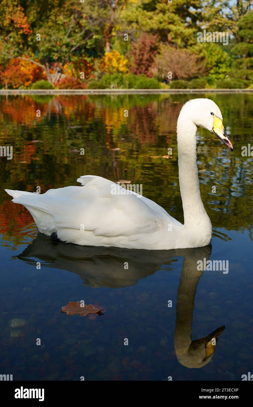 A white swan on an autumn background of yellow and green trees floats ...