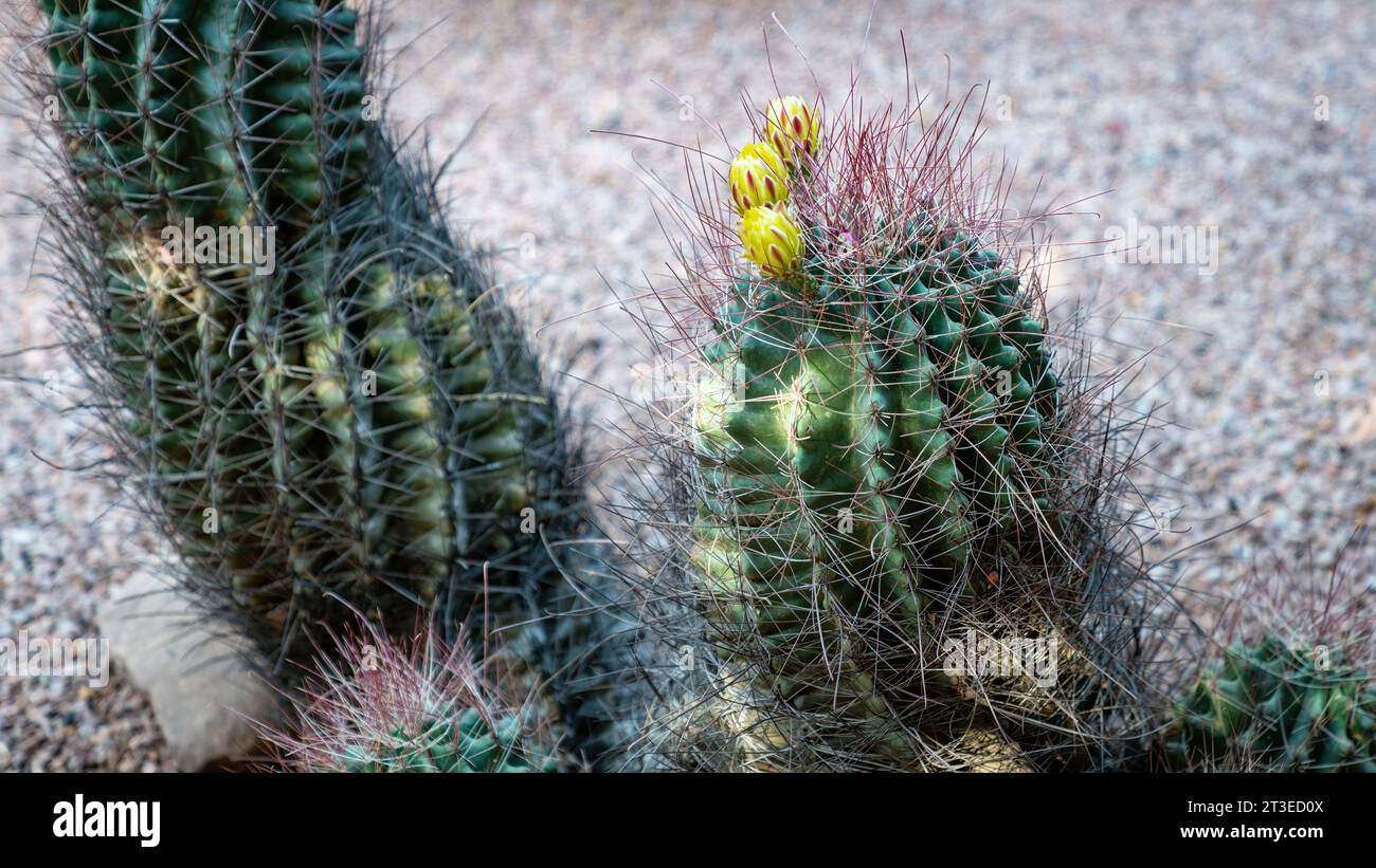 Big cactus in a cactus garden, a symbol of the harsh yet fascinating ...