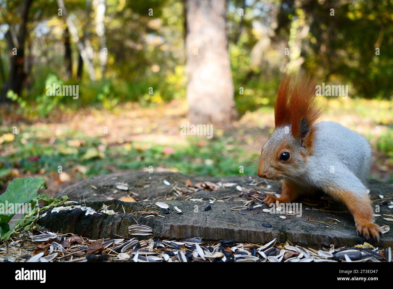 Funny frightened jump hi-res stock photography and images - Alamy