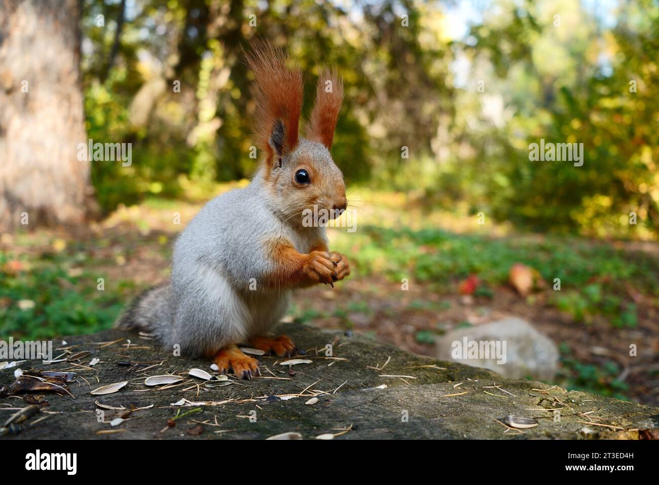 Red squirrel eats seeds in hi-res stock photography and images - Alamy