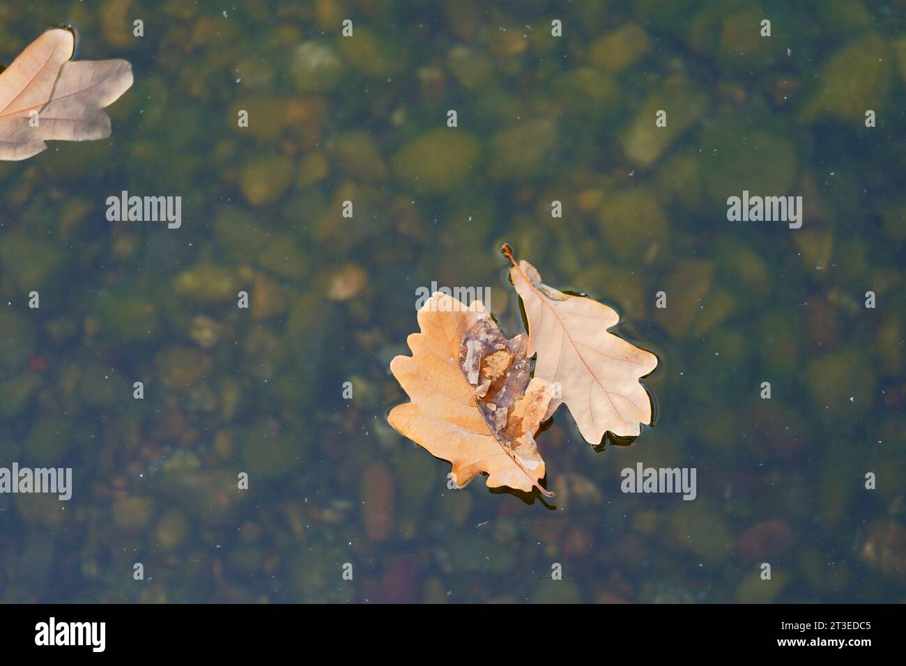 Dry oak leaves float in the water. Autumn species Stock Photo - Alamy