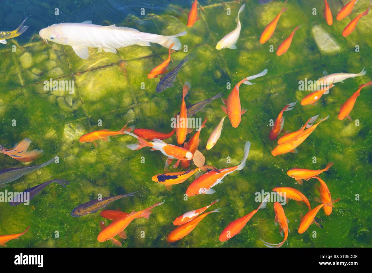 A school of koe fish - red, white1, gray, black and spotted. against ...