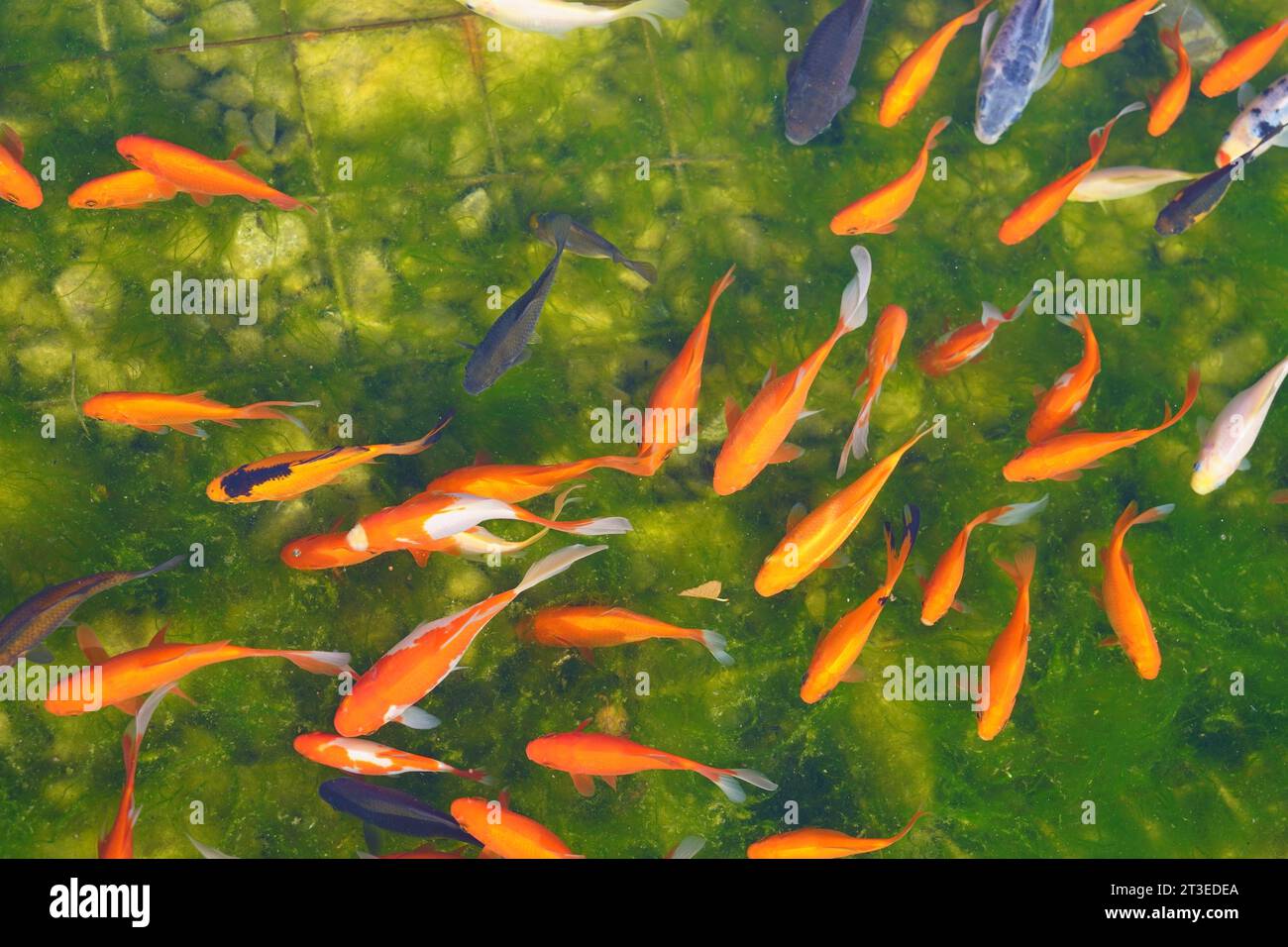 Spotted koi fish hi-res stock photography and images - Alamy