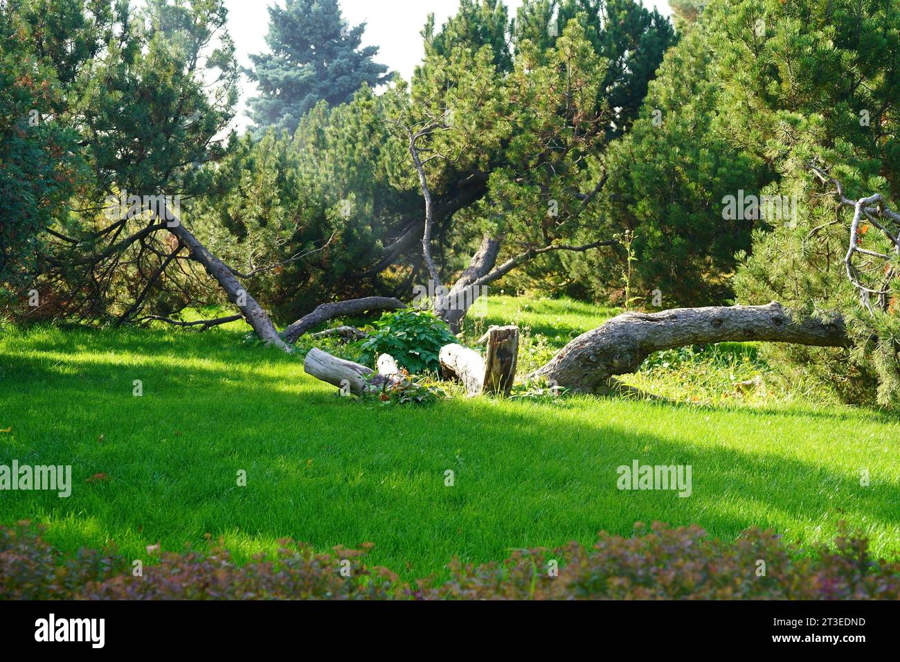 A coniferous tree of an unusual shape on a green meadow Stock Photo - Alamy