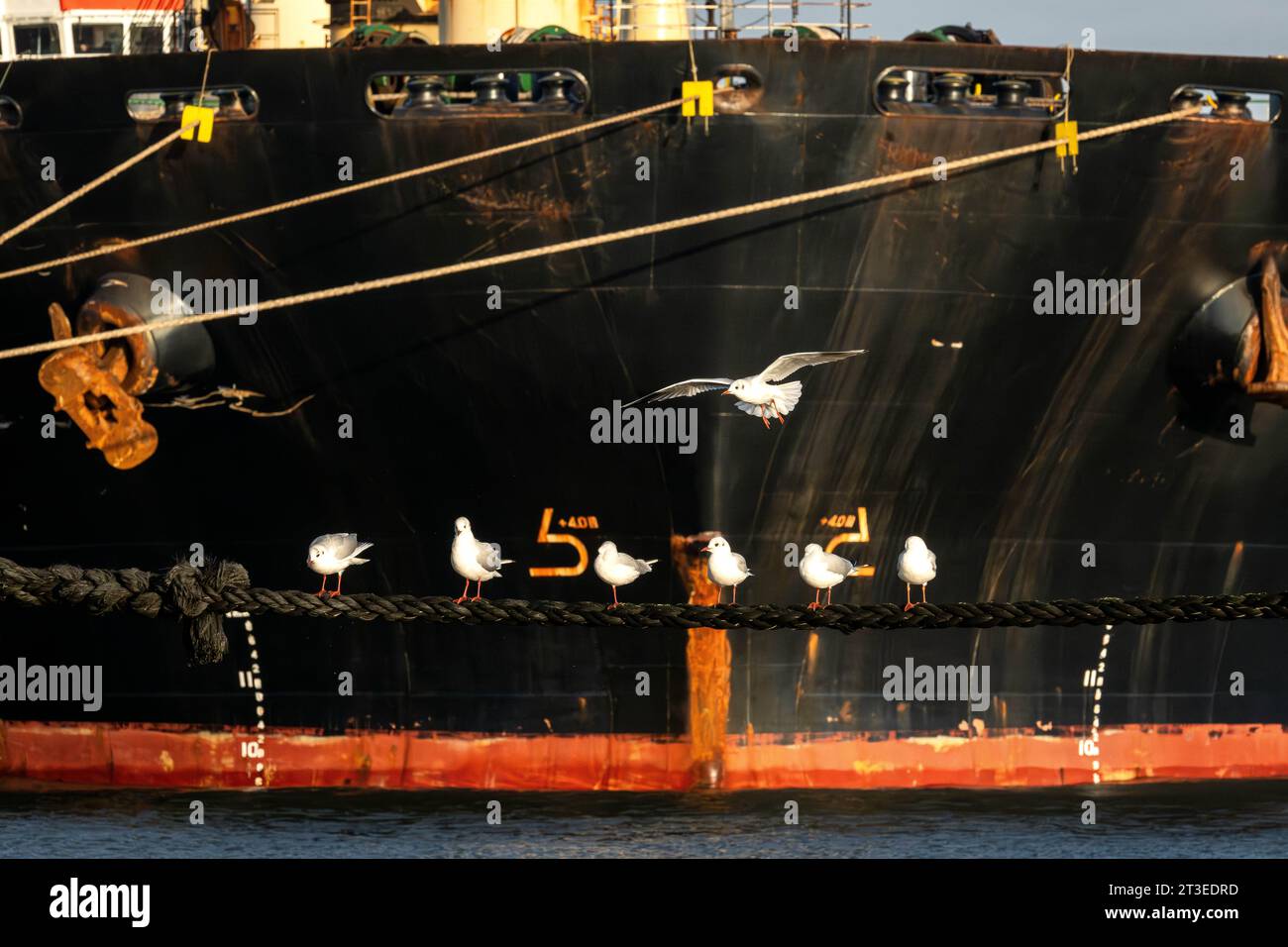 Verity cargo ship hi-res stock photography and images - Alamy