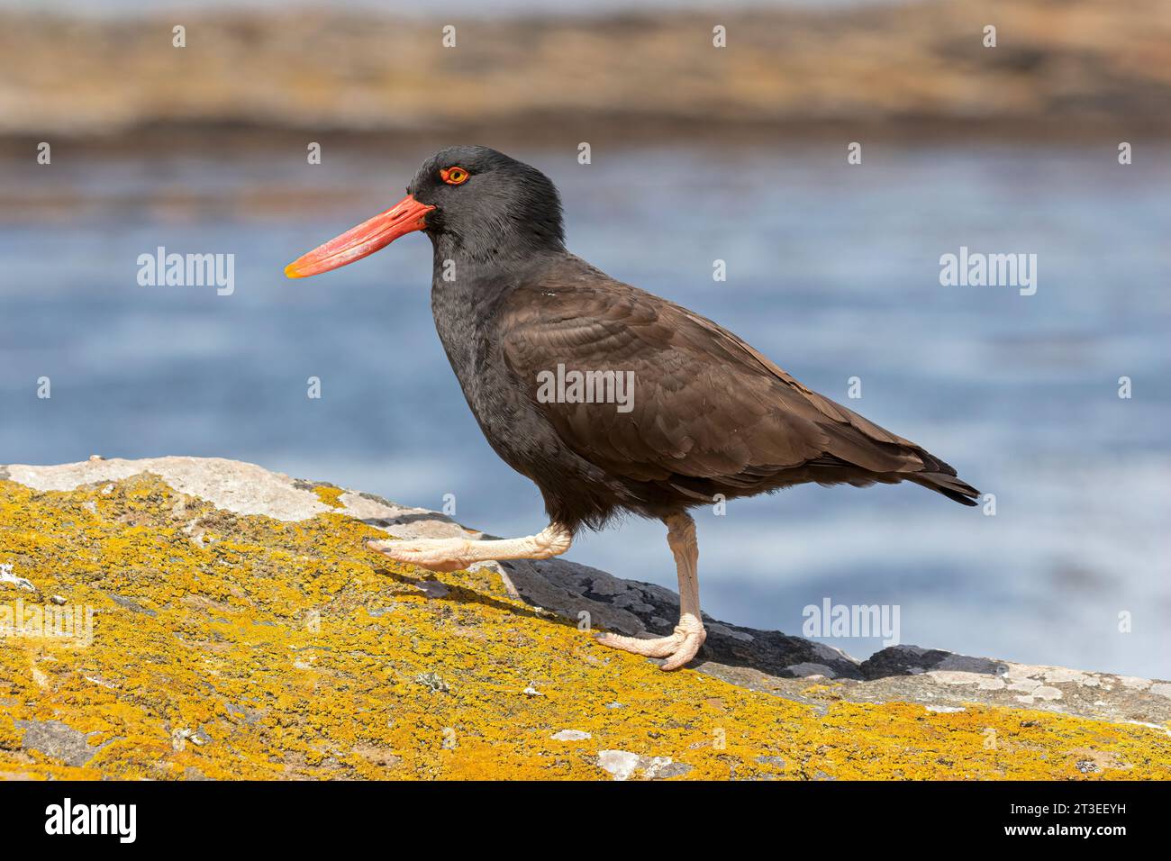 Blackish Oystercatcher, Haematopus ater, adult bird walking along on a ...