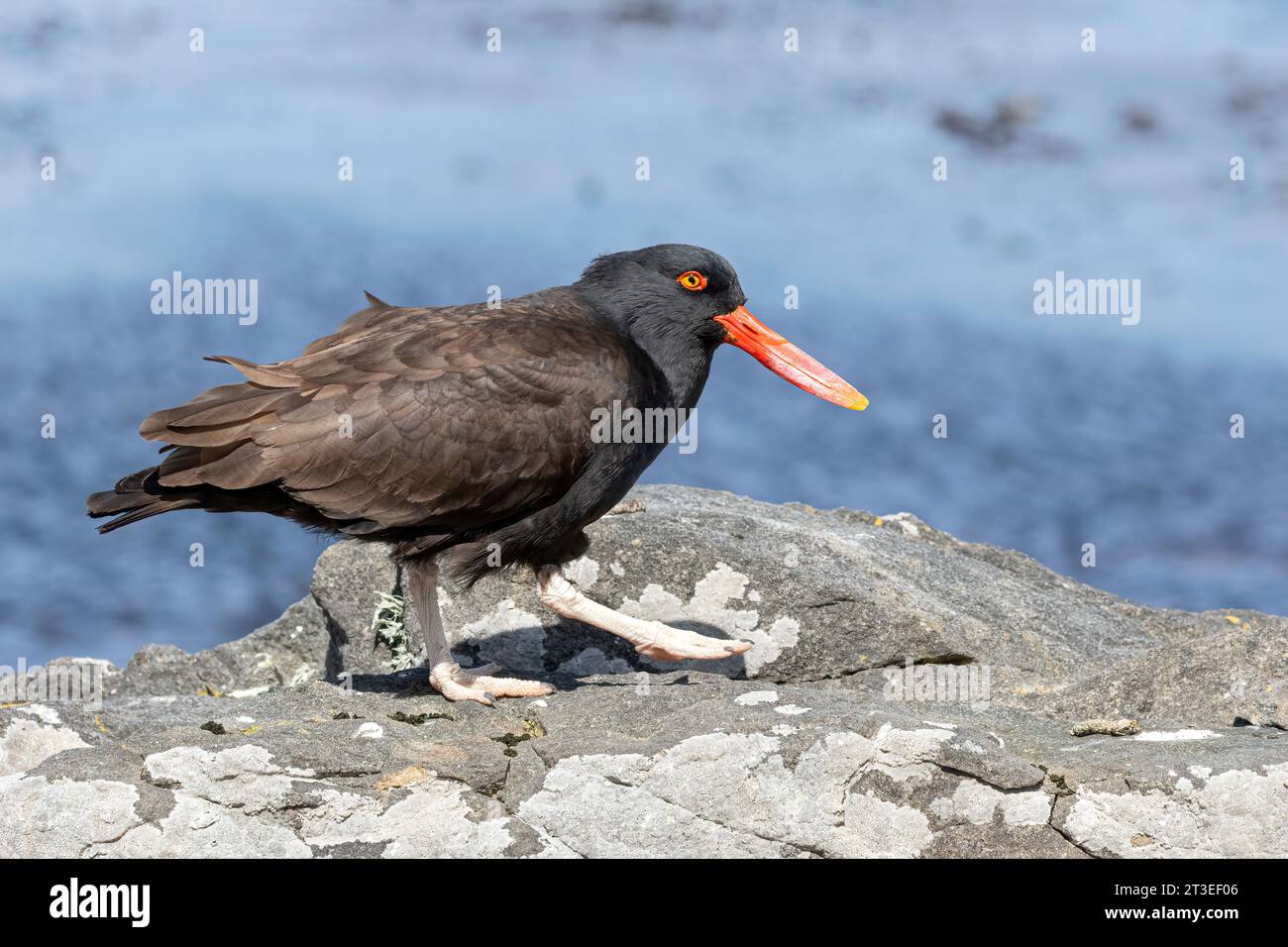 Blackish Oystercatcher, Haematopus ater, adult bird walking along on a ...