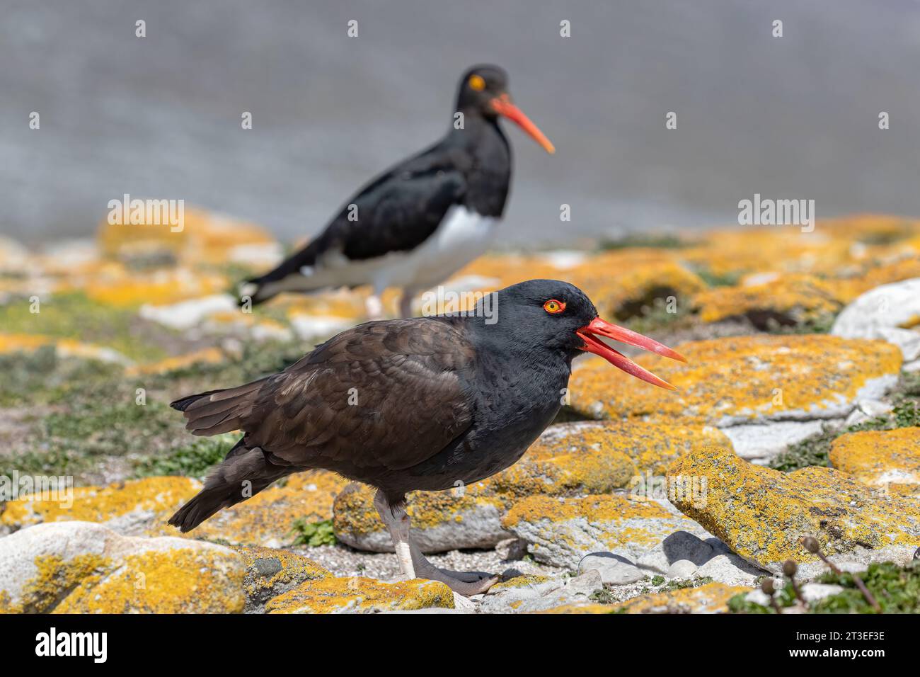 Blackish Oystercatcher, Haematopus ater, adult bird alarm calling on a ...
