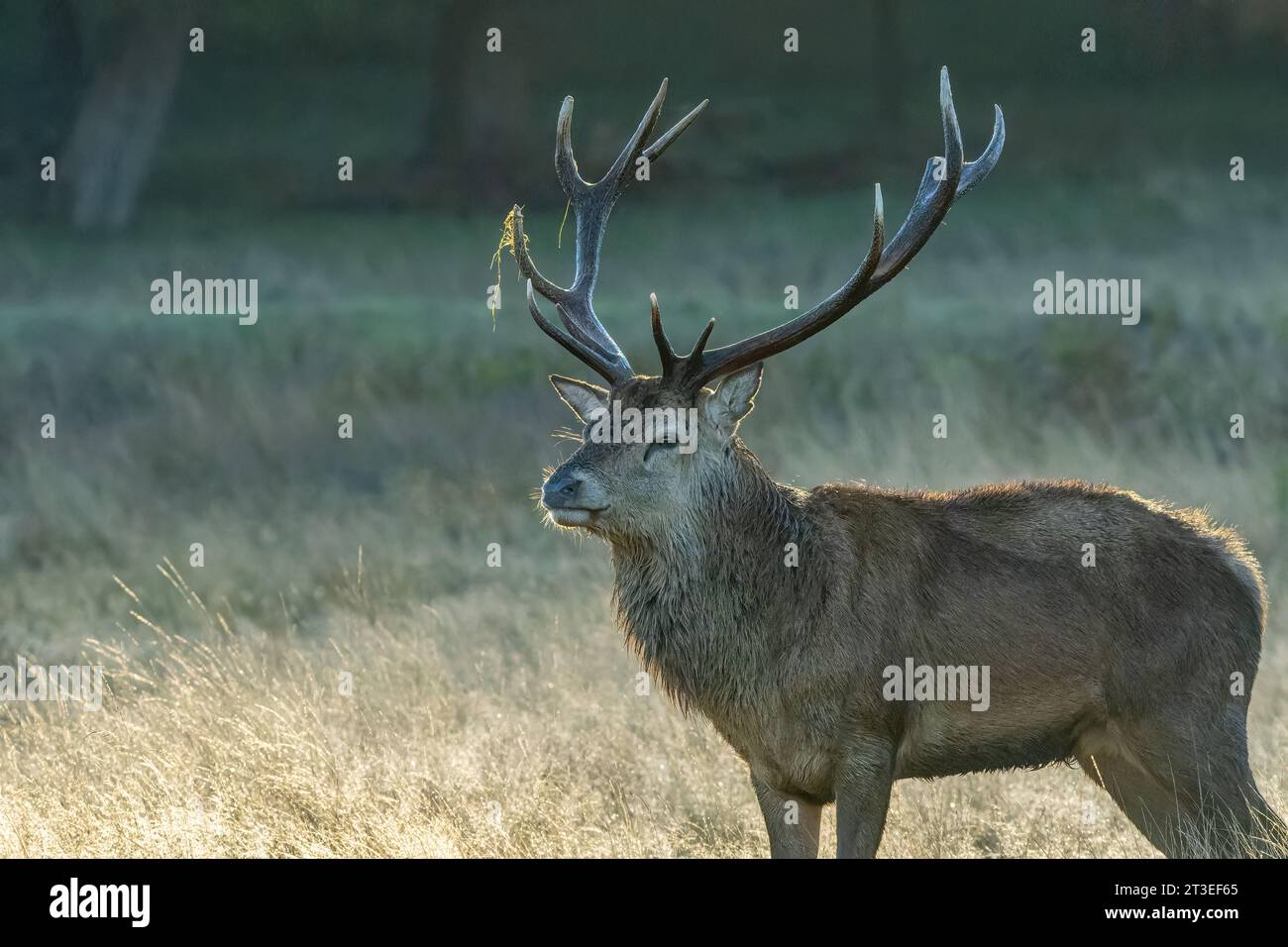 Red Deer Stag in the mist at Richmond during ruttingseason Stock Photo ...