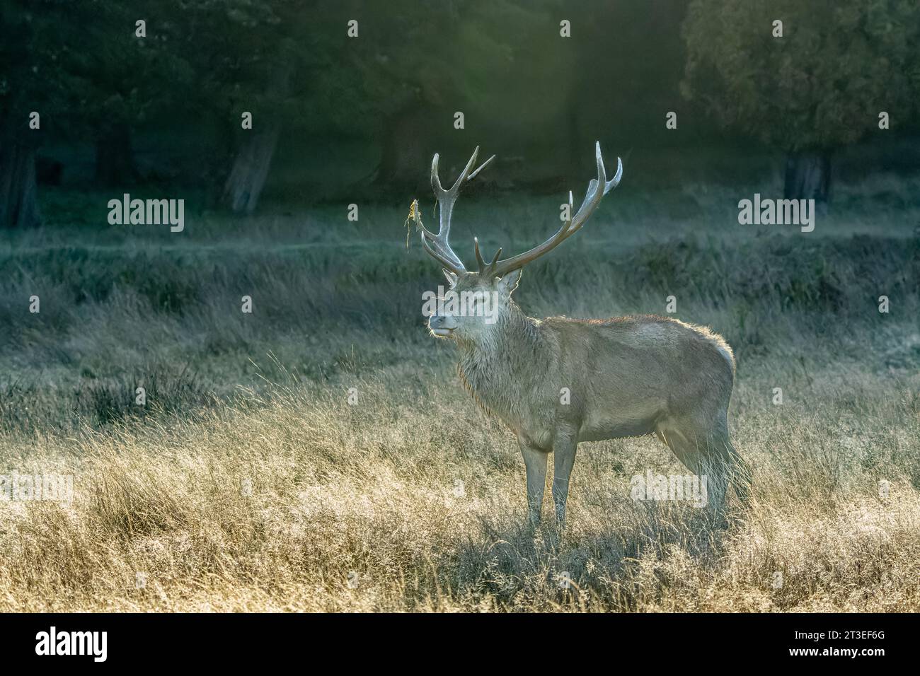Red Deer Stag in the mist at Richmond during ruttingseason Stock Photo ...