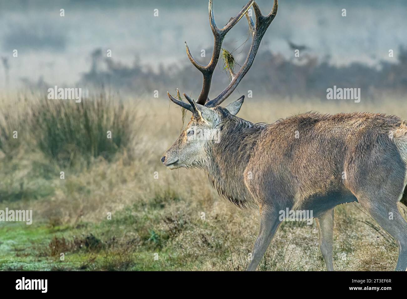 Red Deer Stag in the mist at Richmond during ruttingseason Stock Photo ...